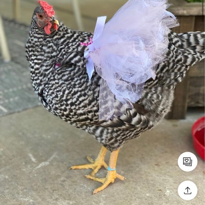 Standard Chicken Tutu Dress Princess Dress for Your Hen - Etsy