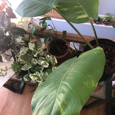 Tradescantia Pallida Setcreasea Pallida purple Heart 3 - Etsy