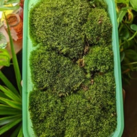 Live Clean and High Quality Planted Sheet Moss & Cushion Moss for ...