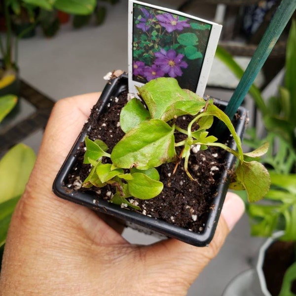 Clematis Flowering Vine Princess Anna Live Plant - Etsy