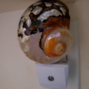 Brown Turkey Wing Seashells Ark Shells Arca Zebra Coastal | Etsy