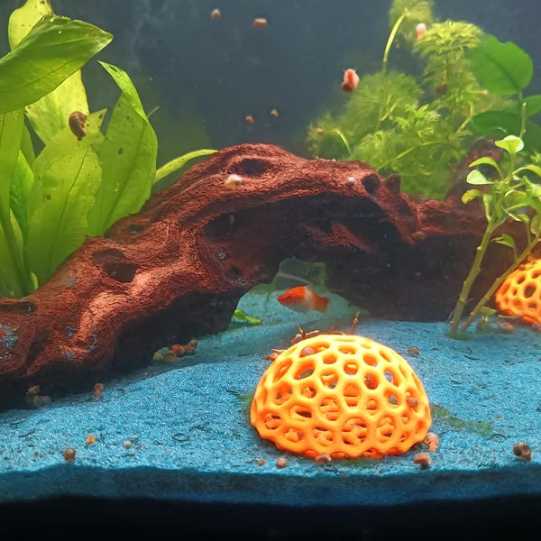 Active Betta Training Floating Ring. 3D Printed Betta Excercise Loops ...