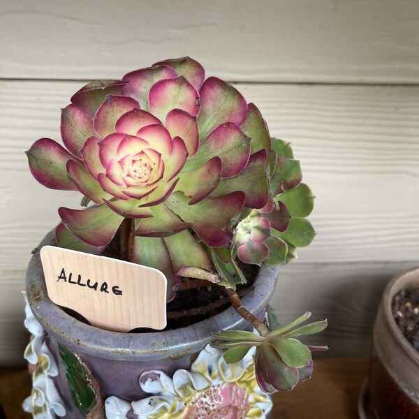Aeonium With a Baby . Variegated Succulents. Variegated Aeonium. - Etsy
