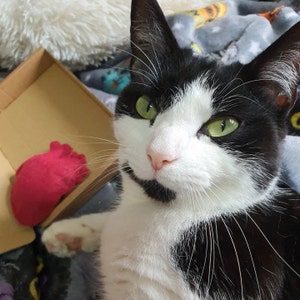 Magical Purple Moon Cat Toy With White Embroidered Stars - Etsy