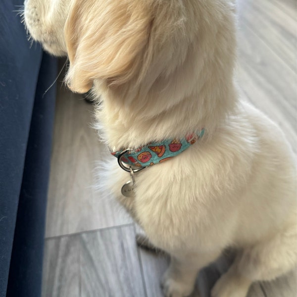 Snacks Dog/cat Collar ~ Food Dog Collar ~ Hamburger Dog Collar ~ Pizza ...