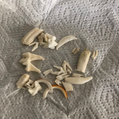 Real Animal Teeth Assorted Species 25 Pieces Stock No. 1-52 - Etsy