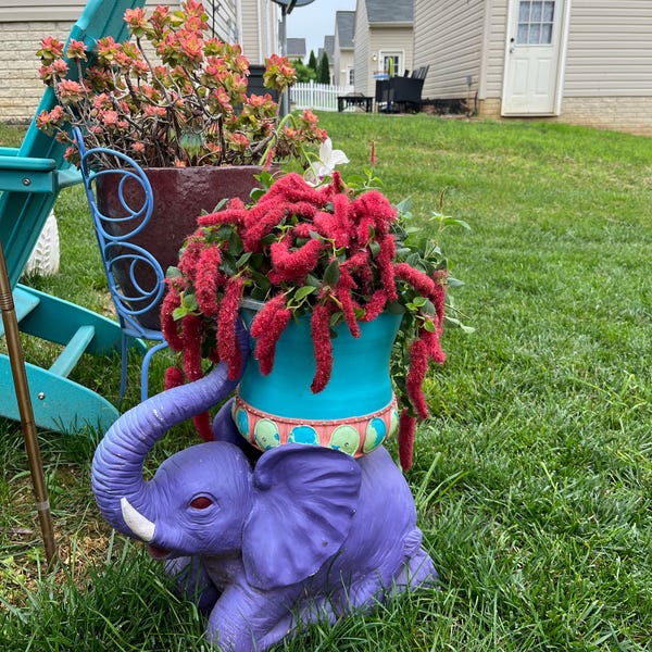 Allium 'millenium' Live Plant, 1 Gallon Pot - Etsy