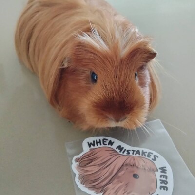 Goose Duck What Cute Confused Face Funny Meme Sticker - Etsy