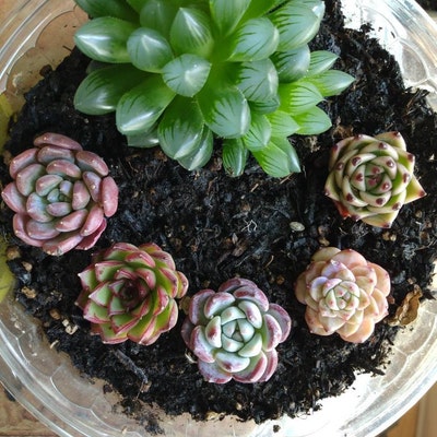 String of Watermelon Succulent Plants - Etsy