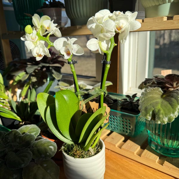 PETITE PHALAENOPSIS Moth ORCHID in Mini Pot -bonsai Art-zen Garden Art ...