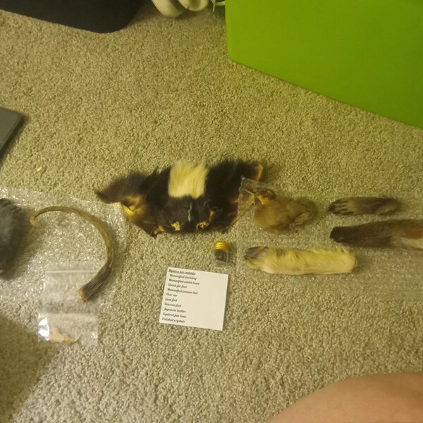 Freeze Dried Yak Feet (for One) - Taxidermy Yak, Deer Antlers ...