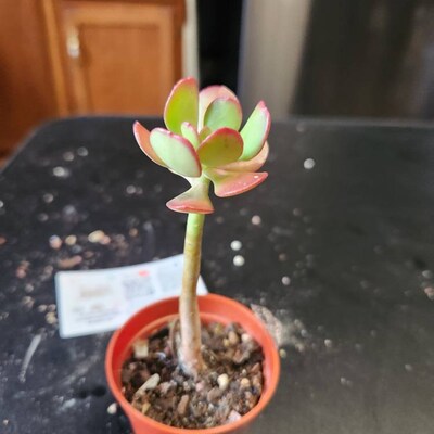 Aloe Juvenna tiger Tooth Aloe Succulent Plant in 2.75 Pot - Etsy