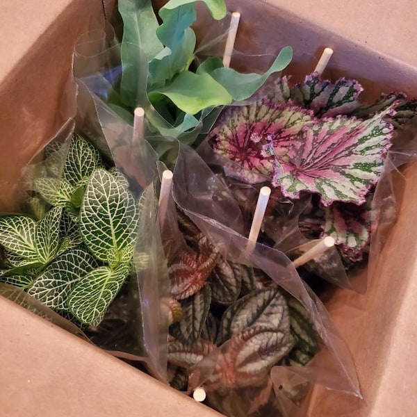 Houseplant Variety Pack (4 Plants) (4" Pots)*easy Care *assorted ...