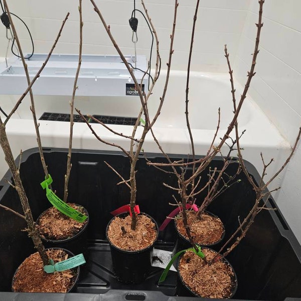 Mulberry (contorted Mulberry) - Etsy