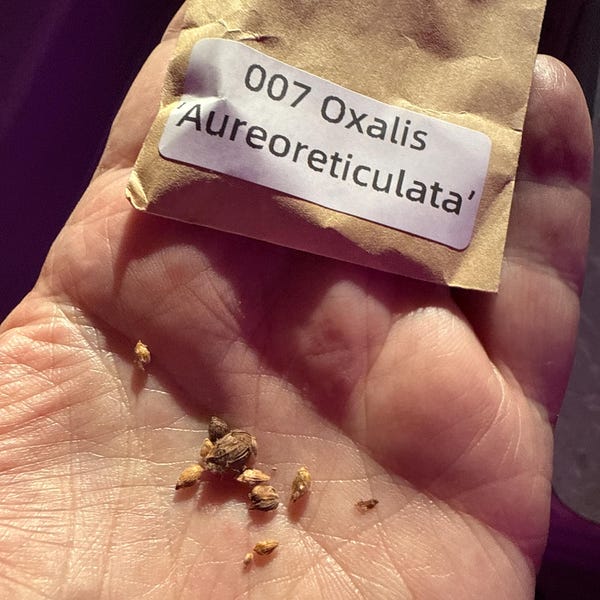 Bulbine Torta, Super Rare Succulent！ - Etsy
