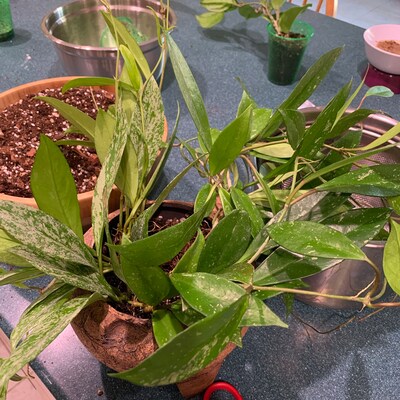 2 Years Old GORDON'S GOLD Voodoo Lily Amorphophallus Konjac Corpse ...