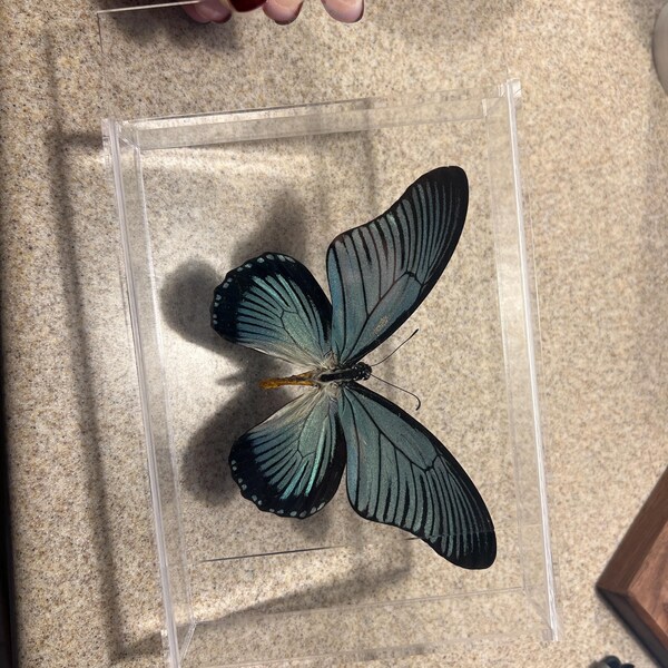 Giant Roly Poly Pill Bug, Sphaeropoeus Lugubris, Mounted in a Bell Jar ...