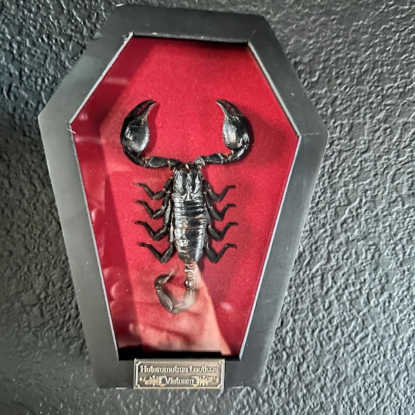 Real Framed Green Rhomborhina Scarab Beetle Bug Insect Shadow Box ...