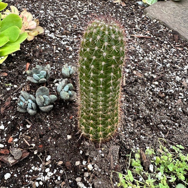 ECHINOPSIS Hybrid FOXY LADY Cactus Fragrant Plant - Etsy