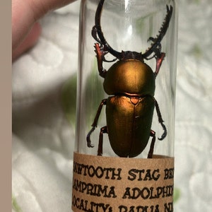 Real, Dried Insect, Beetle, Bug in a Bell Jar, Cloche, Dome Jar ...