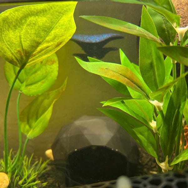 Reptile Repti Threaded Air Vents | STL File With Commercial Licensing ...