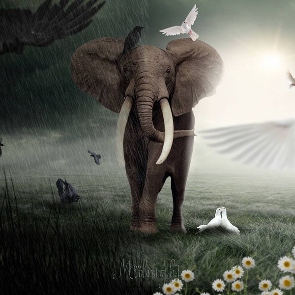 Dove Overlays, Pigeon Overlays, Wedding, Doves, Overlay, Birds ...