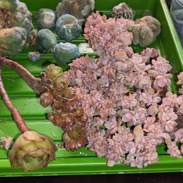 4,5"echeveria Pushke Rare Korean Succulent - Etsy