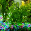 Subwassertang -pellia Moss Rare Aquatic Moss Live Aquarium Freshwater ...