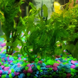 Subwassertang pellia Moss Rare Aquatic Moss Live Aquarium Freshwater ...