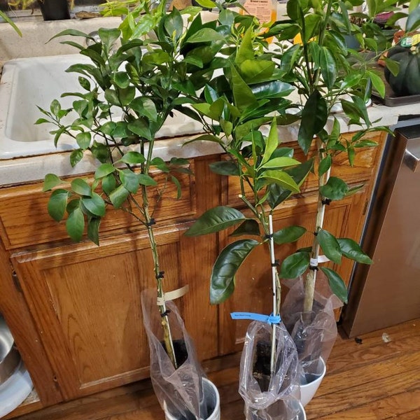 Valencia Orange Tree - 24-36" Tall Live Plant - Ships Potted - Grafted ...