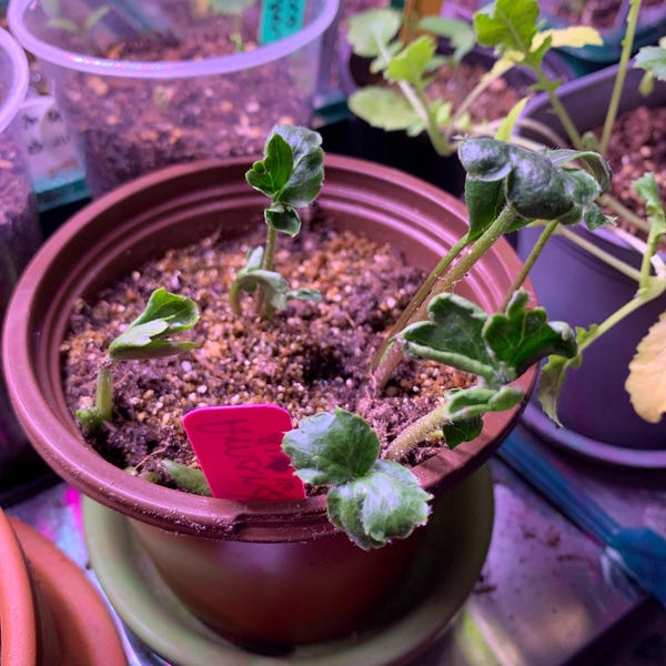 Catmint Nepeta Nervosa Pink Catmint Xeriscape Garden Flower Plant Seed ...