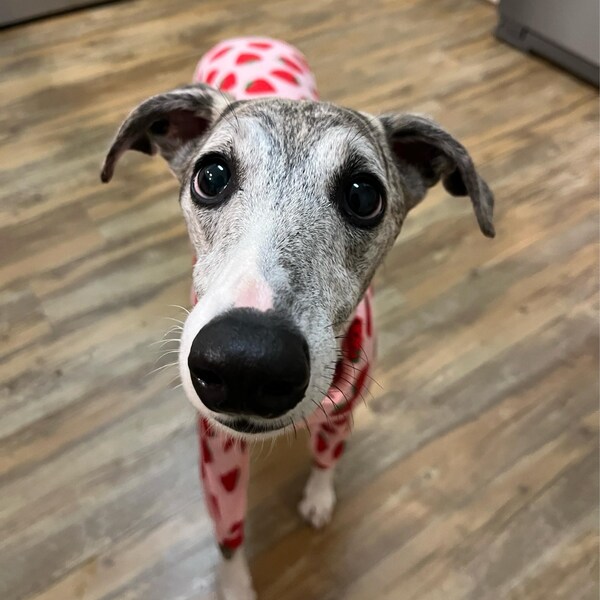 Italian Greyhound Rib Knit Pjs - Etsy