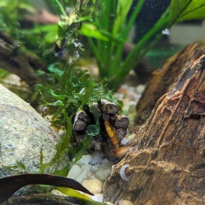 X2 Subwassertang Moss on Cholla Wood Shrimp Hideout & Betta Aquarium ...