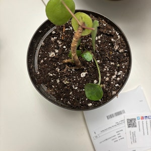 Flowerpotnursery Ruby Red Spikemoss Selaginella Erythropus Sanguinea 4 ...