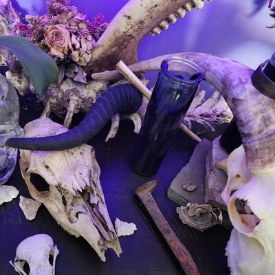 Raccoon Skull Real Bone Animal Taxidermy Bones Macabre Horror - Etsy