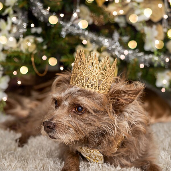 Gold Dog Birthday Crown - Puppy Cake Smash Crown - Pet Birthday Crown ...