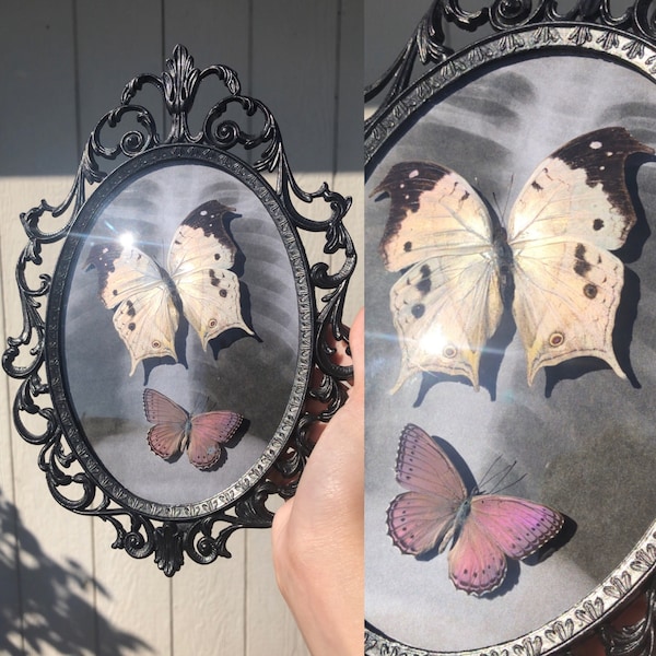 Crenis Pechueli RECTO Pink Purple Butterfly Africa - Etsy