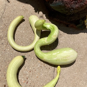 15 Heirloom Chinese Redbud Tree Seeds. USA Beautiful Pink - Etsy