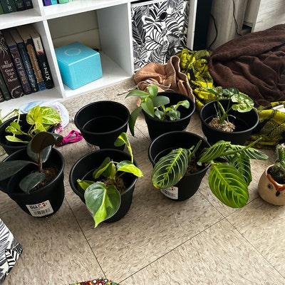 Mystery Plant Box - Etsy