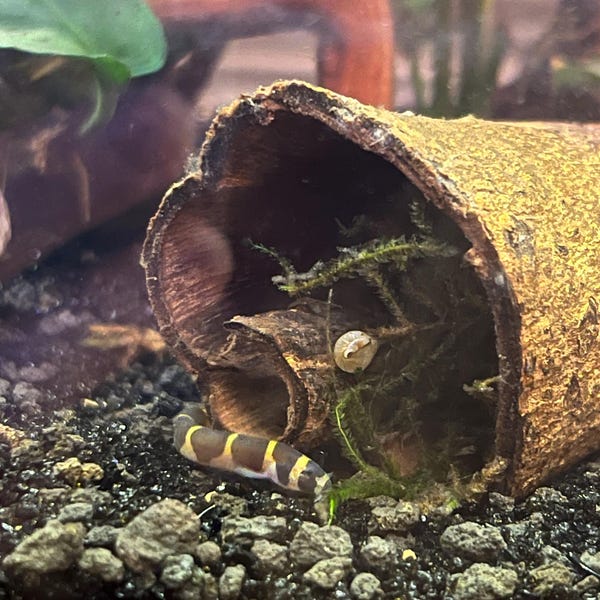 Large Natural Cuttlebone Cuttlefish Bone Bird, Reptile, Turtle Food ...