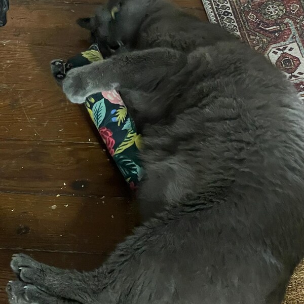 Cat Collar - "the Ringleader" - Cat Collar - Bright Pink Velvet - Etsy