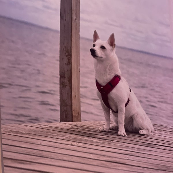 Customizable Dog Collage Poster 2x3 My Pooping Dog as a Wall Picture ...