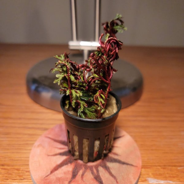 Selaginella Erythropus Sanguinea Red Ruby Club Moss Live Terrarium ...