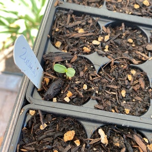 Zinnia Seeds Pepito Mix dwarf 264 | Etsy