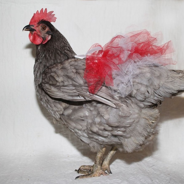 Standard Chicken Tutu Dress- Princess Dress for Your Hen - Etsy