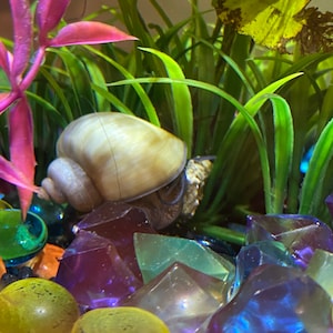 Super Snello 8oz Aquatic Snail Food Dehydrated Snail | Etsy