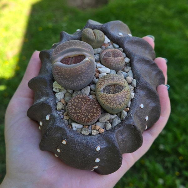 Lithops Premium Soil Less Potting Mix Oregon Licensed Nursery - Etsy