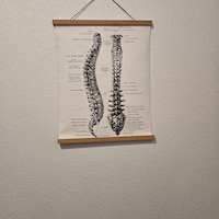 Human Anatomy Artwork Medical Wall Pictures Muscle Skeleton Vintage ...