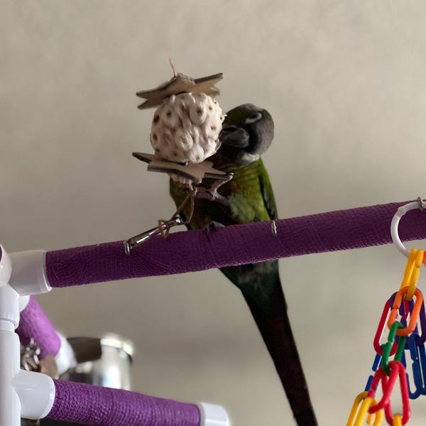 25 Closed Bird Leg Bands - Aluminum - Custom Laser Engraved in USA - Etsy