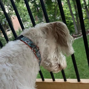 Banjo Dog Collar, Harness or Leash With Personalized Engraved Buckle ...